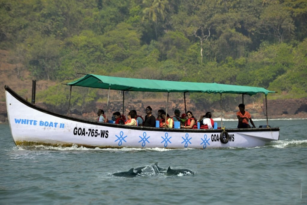 Top Places to spot Dolphins in India - Dolphin Destinations in India